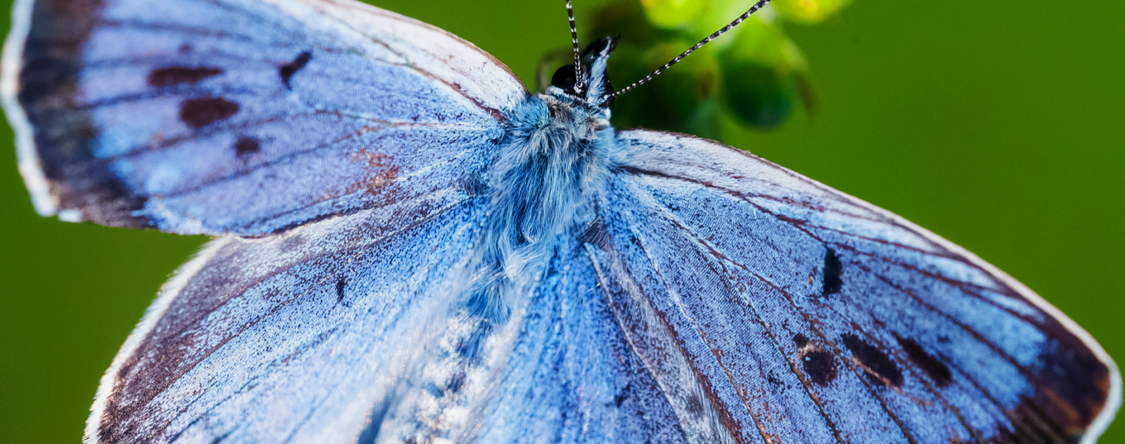 The Butterfly Mark - Certification from Positive Luxury